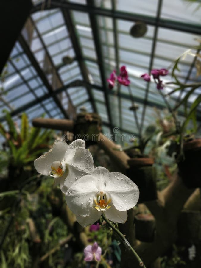 White Orchid at Kebun Raya Bogor Stock Image - Image of raya, bogor ...
