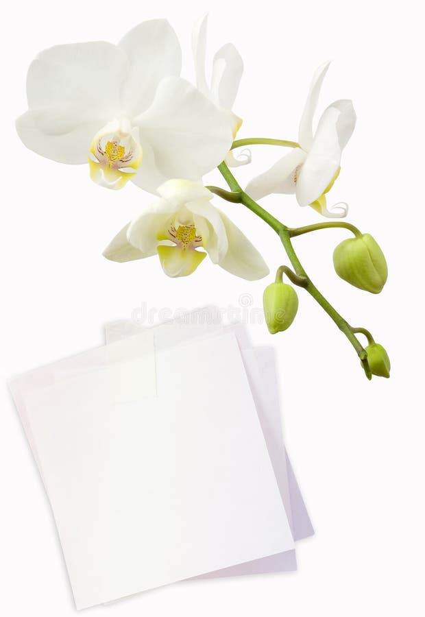 White Orchid and Note Paper for Text Stock Image - Image of design ...