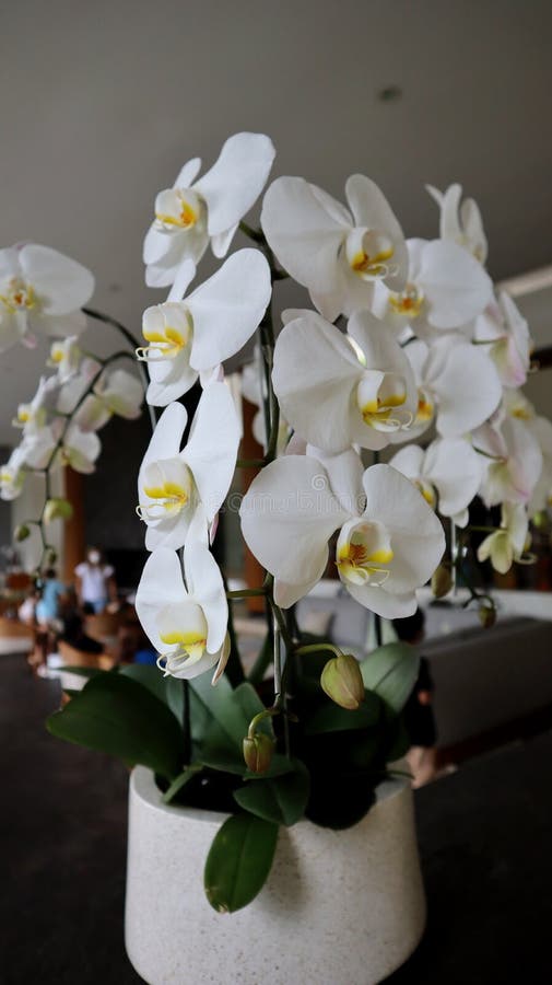 White Orchid Phalaenopsis Branch Cascade for Room Decoration in a Pot ...
