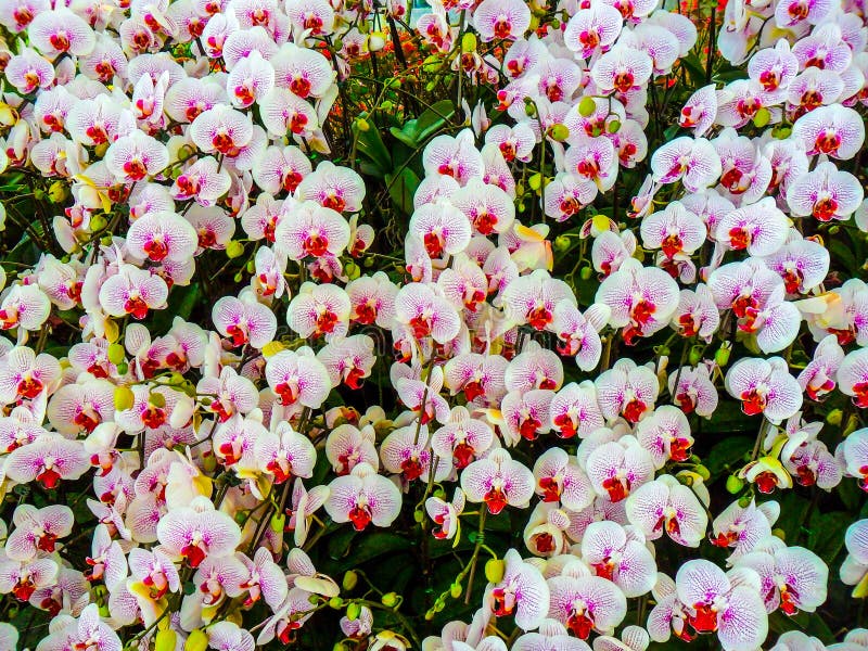 White orchid Pink pattern stock image. Image of flower - 173974369