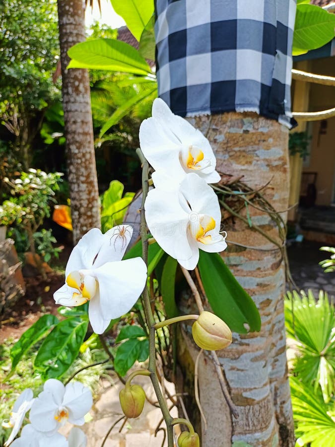 White Orchid Plant in the Garden - Magelang Stock Image - Image of ...