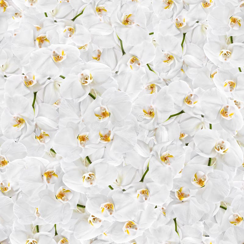 White Orchid Seamless Texture Stock Photo - Image of deco, exotic: 20113238