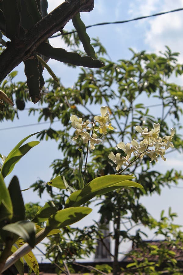 White orchid on the tree stock photo. Image of flower - 224386876