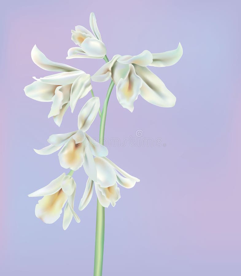 Beautiful Orchid stock vector. Illustration of botanical - 2534707