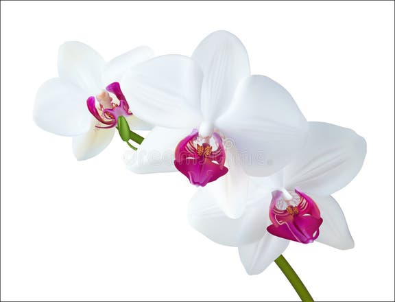 White Orchid stock vector. Illustration of orchid, bloom - 31645946