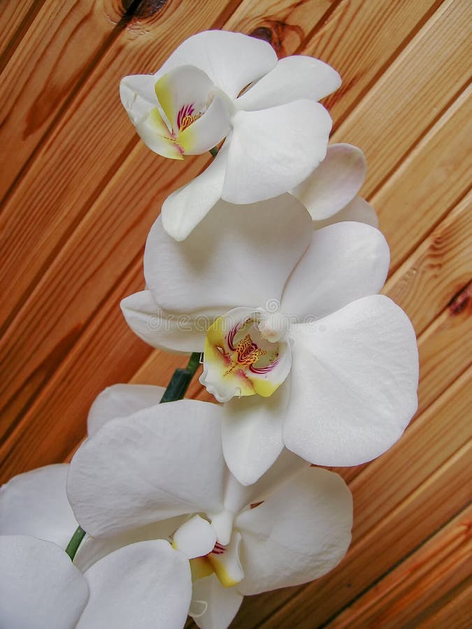 White Orchid on Wooden Wall Stock Photo - Image of ornate, panel: 84784554