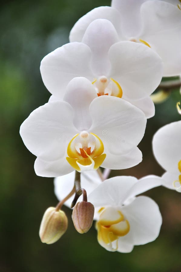 White Orchids stock image. Image of beauty, elegant, plant - 3879365