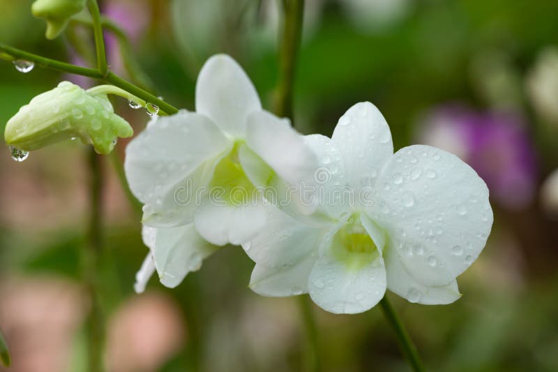 White Orchids Beautiful Colour in the Garden Stock Photo - Image of ...