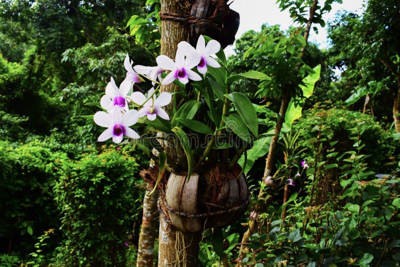White Orchids in Coconut Shell Tied To a Tree Trunk Stock Photo - Image ...