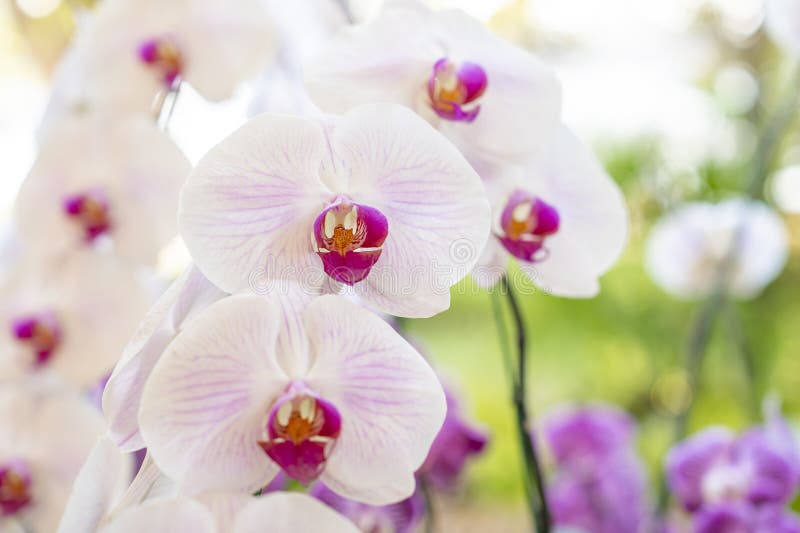 The White Orchids, Dendrobium, in Full Bloom, in Soft Color and Soft ...