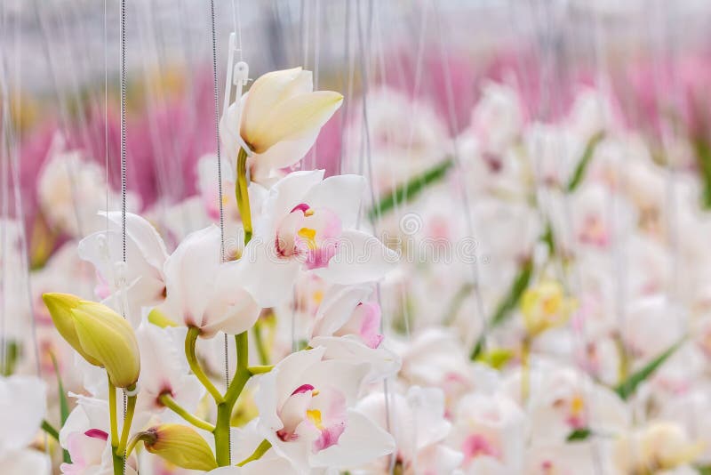 White Orchids in a Dutch Greenhouse Stock Photo - Image of growth ...