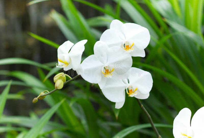 White orchids stock image. Image of color, bloom, element - 41115521