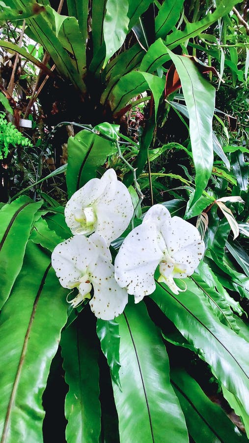 White Orchids Grow in the Garden Stock Image - Image of beautifully ...