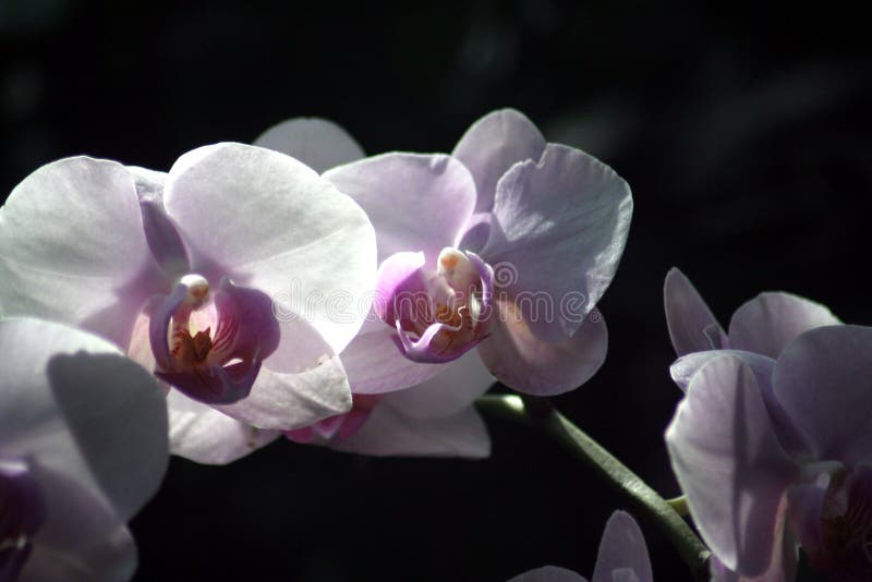 White Orchids II stock photo. Image of colors, indoor - 96585264