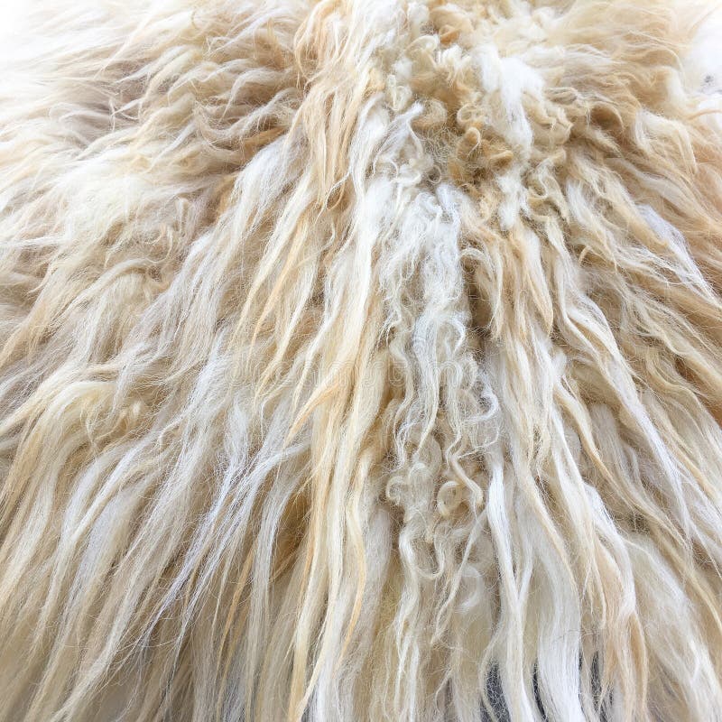 White Organic Fleece Texture. Old Coat. White Carpet Background Stock ...