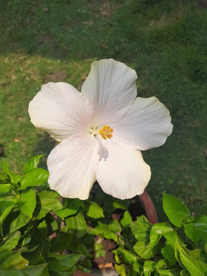 White organic flower stock photo. Image of garden, shrub - 270033800