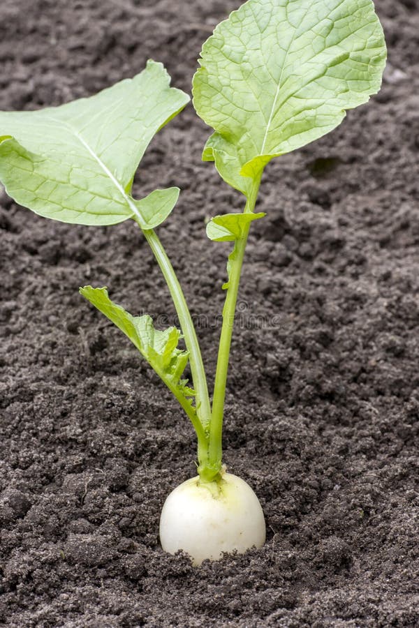 White Organic Radish Grows in the Ground. Agricultural Background for ...
