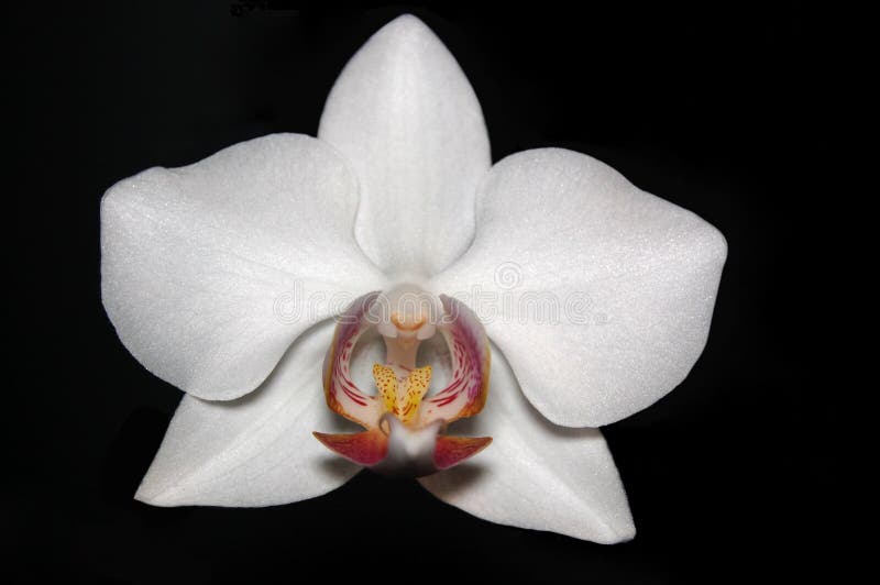 White orhcid stock image. Image of orchid, white, orchids - 12852683