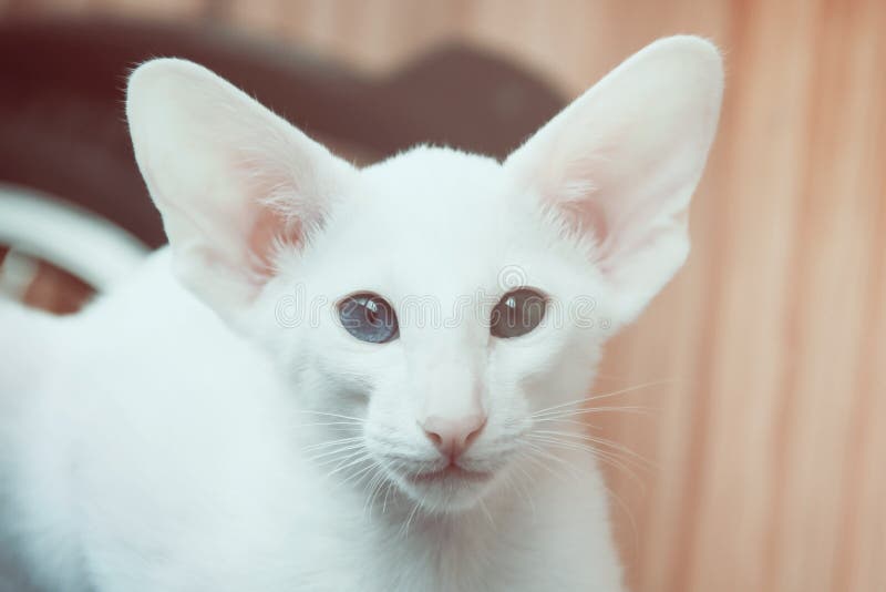 White Oriental Cat with Eyes of Different Colors Stock Photo - Image of beautiful, colours: 67065452