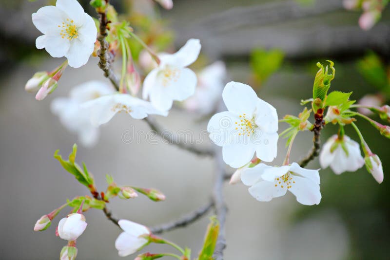 White oriental cherry stock image. Image of color, natural - 40690337
