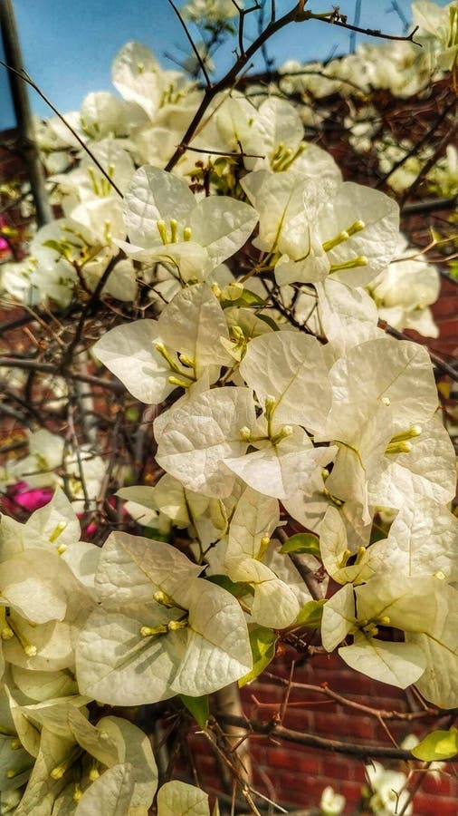 White Original Flowers Tree Plant Stock Photo - Image of plant, tree ...