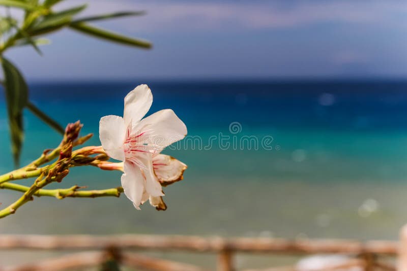 White Orleander Flower in Front of the Ocean and Blue Sky in Calabria ...