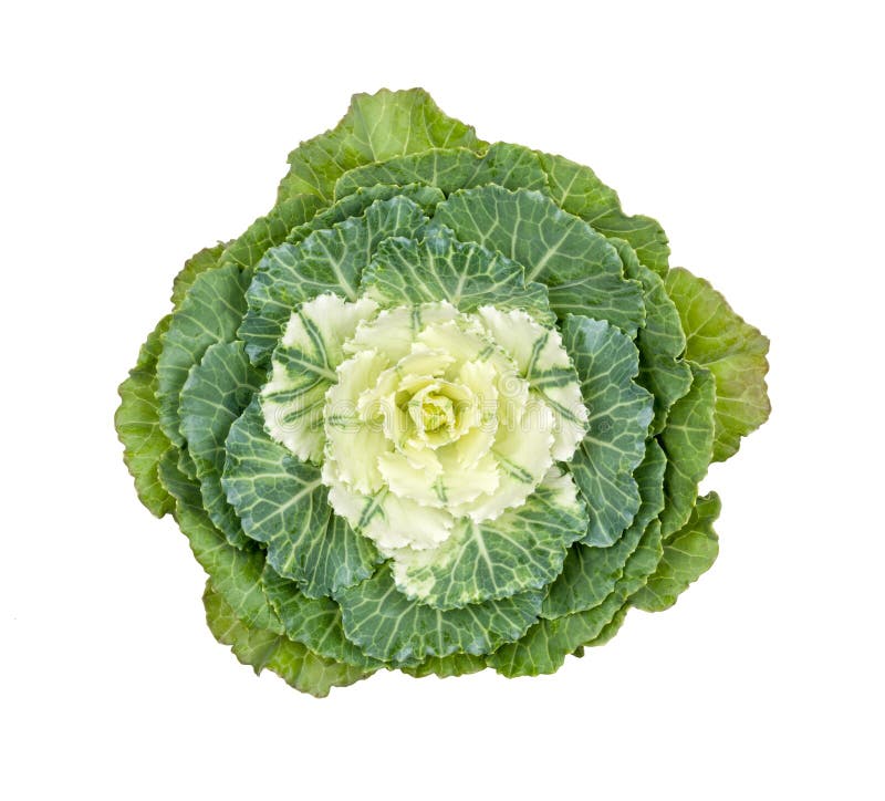 White Ornamental Cabbage Plants Stock Image - Image of curly, garden ...
