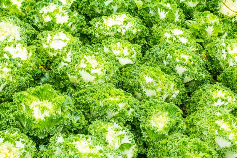 White Ornamental Cabbage Plants Stock Image - Image of curly, garden ...