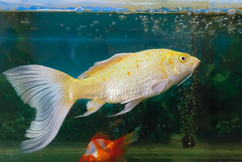 Ornamental fish stock photo. Image of water, fishes - 106301846