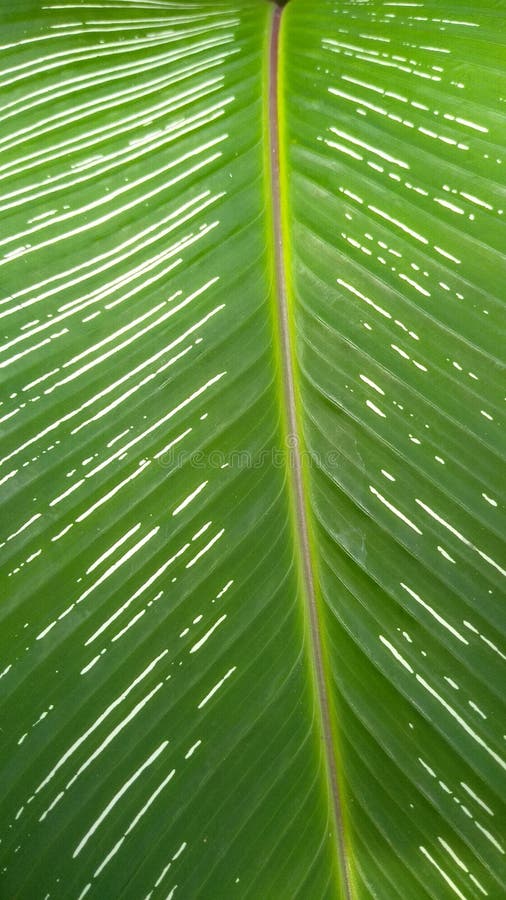 Ornamental Taro Leaf Texture Stock Photo - Image of white, branch ...