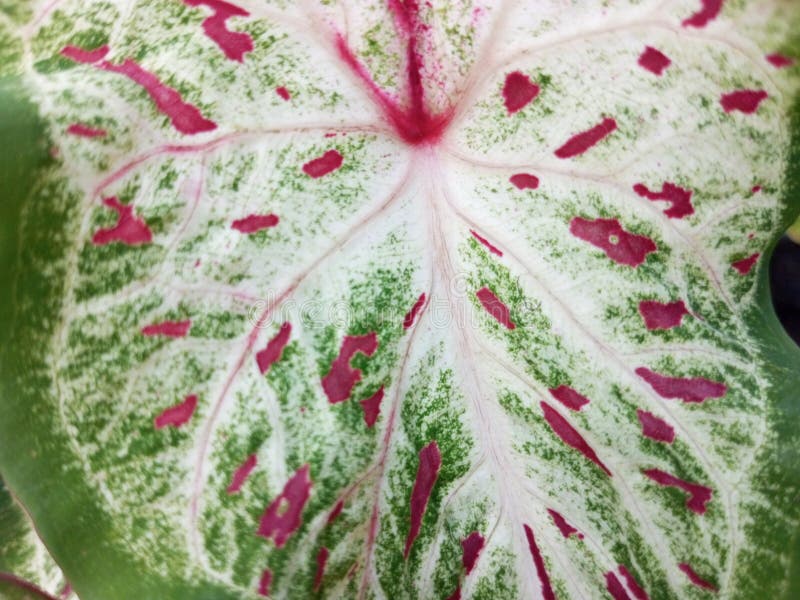 White Ornamental Taro Leaves are Patterned with Red Spots Stock Photo ...