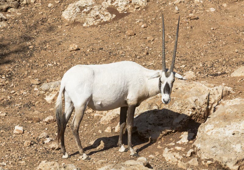 White oryx stock photo. Image of landscape, white, nature - 62693374
