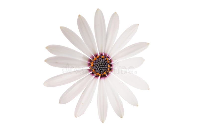 White Osteospermum Daisy or Cape Daisy Flower Stock Image - Image of ...