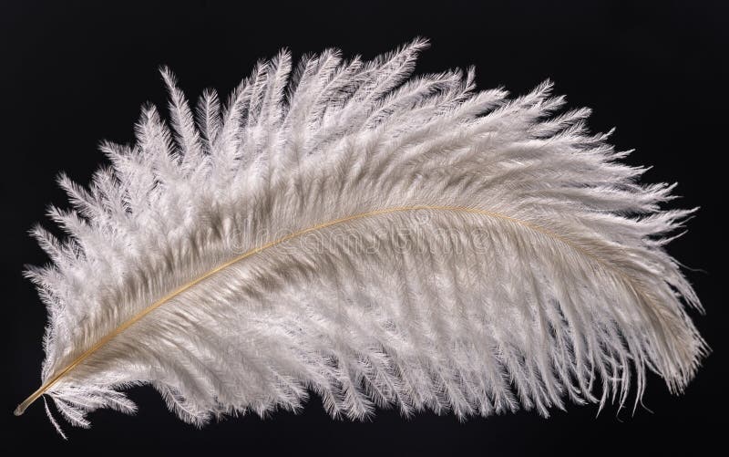 White Ostrich Feather in the Background Light on a Black Background ...