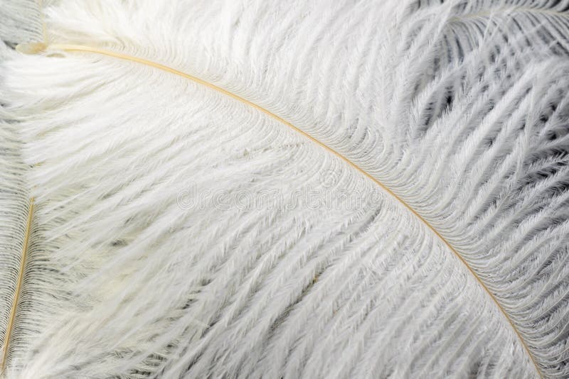 Ostrich No Feathers Stock Photos - Free & Royalty-Free Stock Photos ...