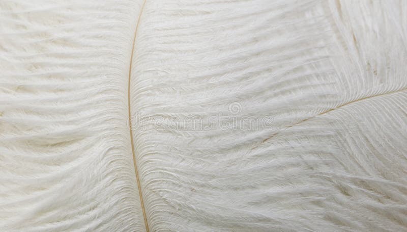 Ostrich No Feathers Stock Photos - Free & Royalty-Free Stock Photos ...