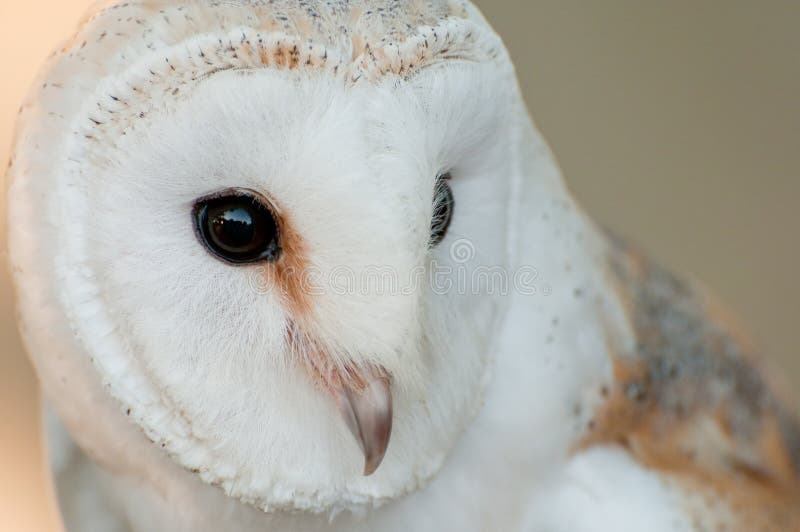 A cute baby pure white owl stock image. Image of close - 167830377