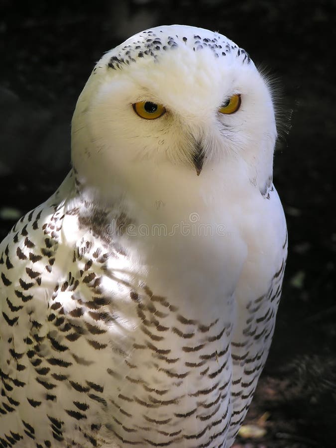 White owl stock image. Image of white, wildlife, wise, front - 161099
