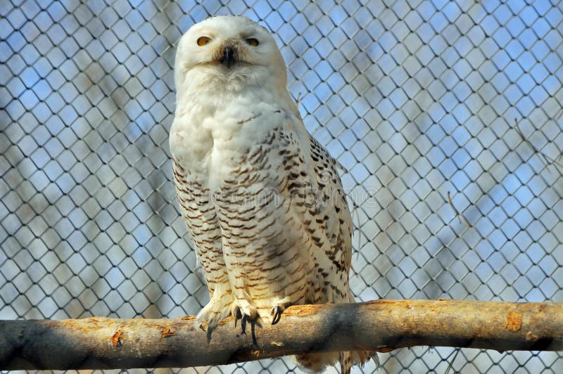 White Owl Picture. Image: 18869486