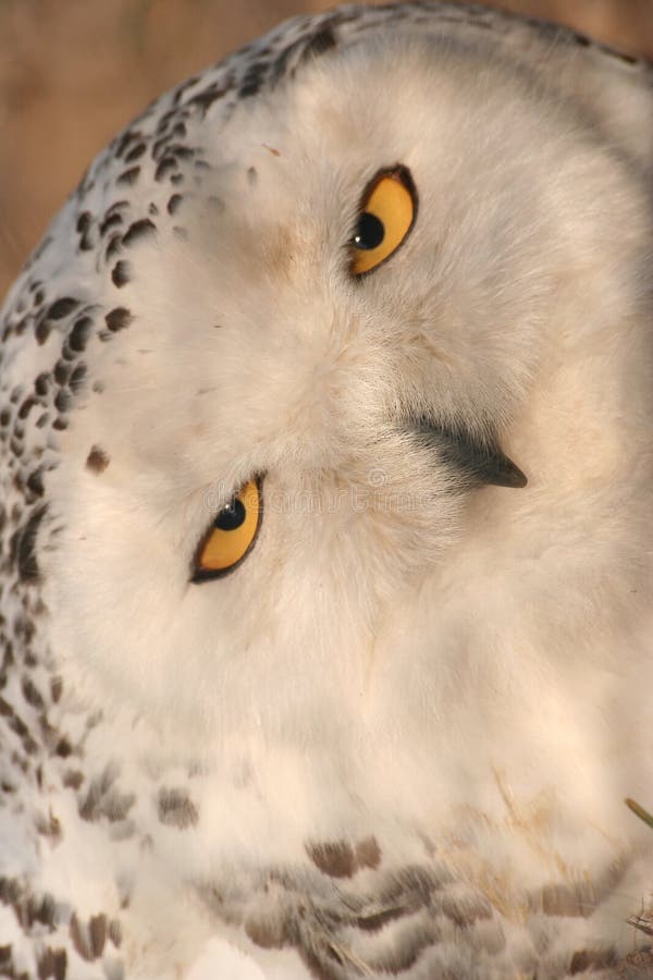 White owl stock photo. Image of arctic, hibou, white, chouette - 2800766