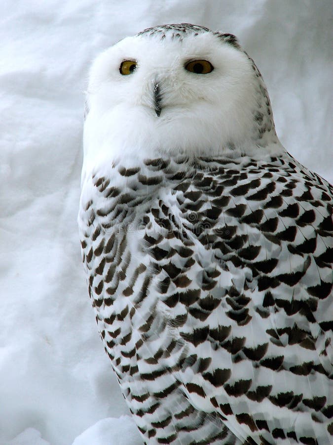 White owl stock image. Image of barred, nocturnal, predator - 464791