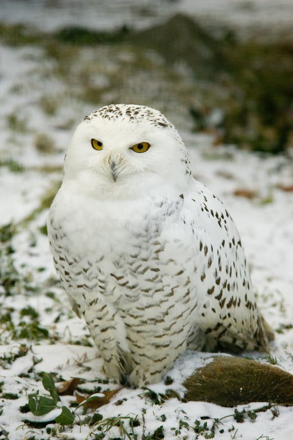 White OWL stock image. Image of wildlife, eagle, prey, animal - 622729