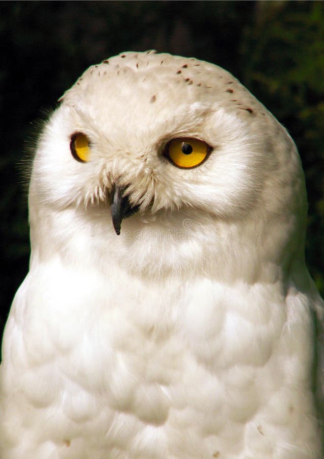 White owl stock image. Image of snowy, arctic, predator - 9172625