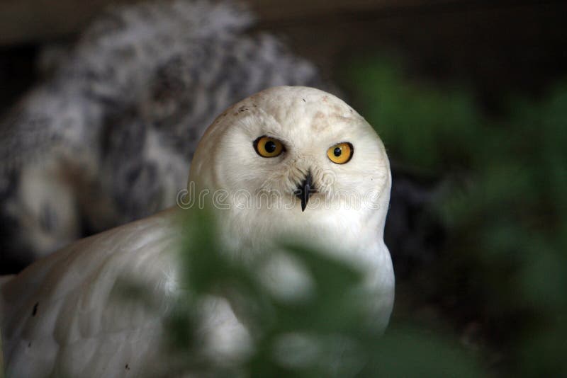 White owl stock image. Image of beautiful, bubo, plumage - 101078957
