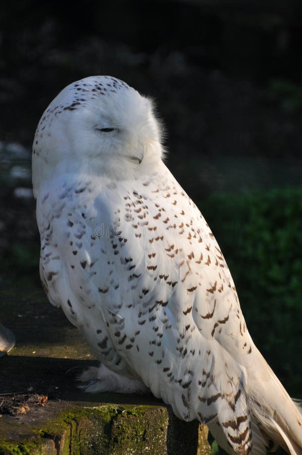 White Owl Bird Owls