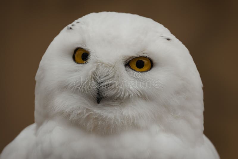 White Owl with a Bemused Expression on Its Face Looks Directly at the ...