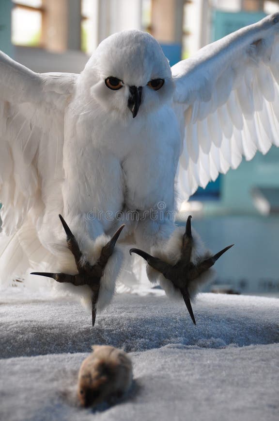 White owl hunting mice stock image. Image of mouse, hunting - 12355873