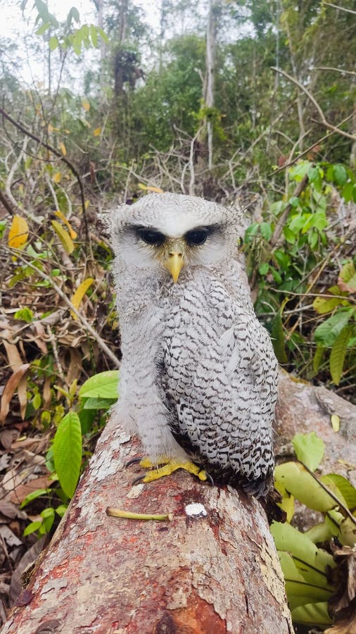 White Owl in the Middle of Rain Forest Stock Image - Image of forest ...