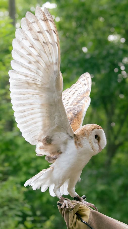 White Owl Perched on Gloved Hands Stock Photo - Image of profile, white ...