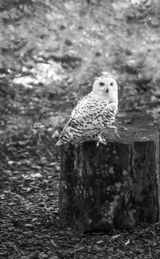 White Owl Perched on a Tree Trunk Staring into the Camera Stock Photo ...